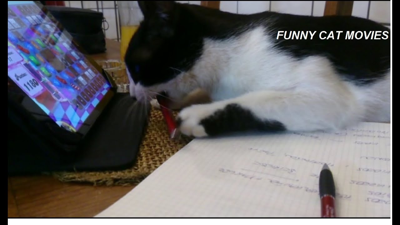 Funny Cat Movies - YouTube