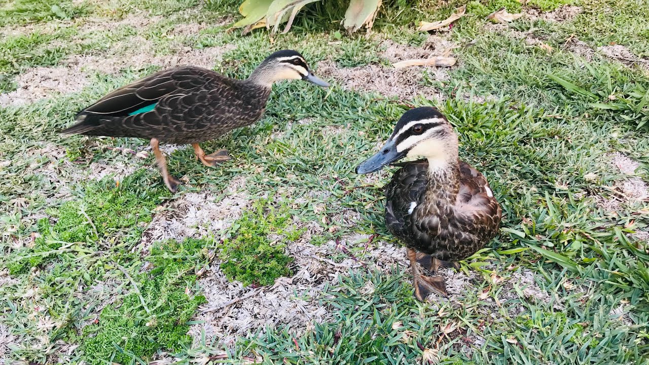 Random ducks in my backyard how did they get here? - YouTube