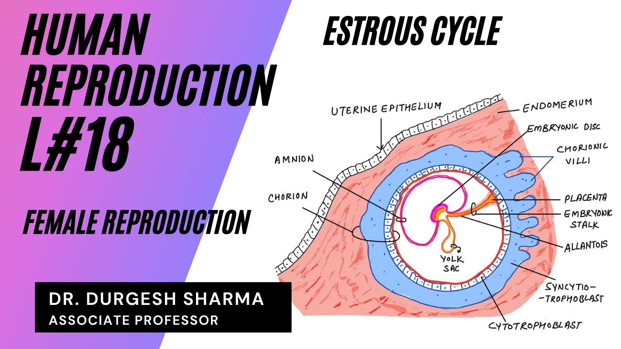 Human Reproduction L#18 | Female Reproduction | Estrous Cycle | NEET ...