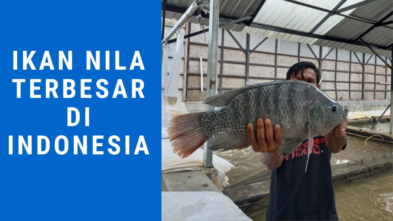 Ikan nila hitam TERBESAR di Indonesia - JUAL - YouTube