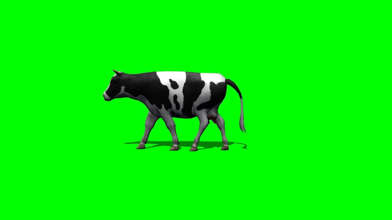 cow walking - green screen 3 - YouTube