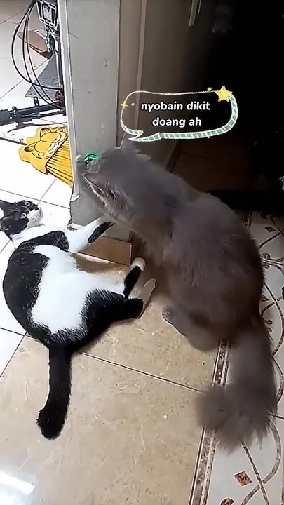 mabok katnip bareng 😹 - YouTube