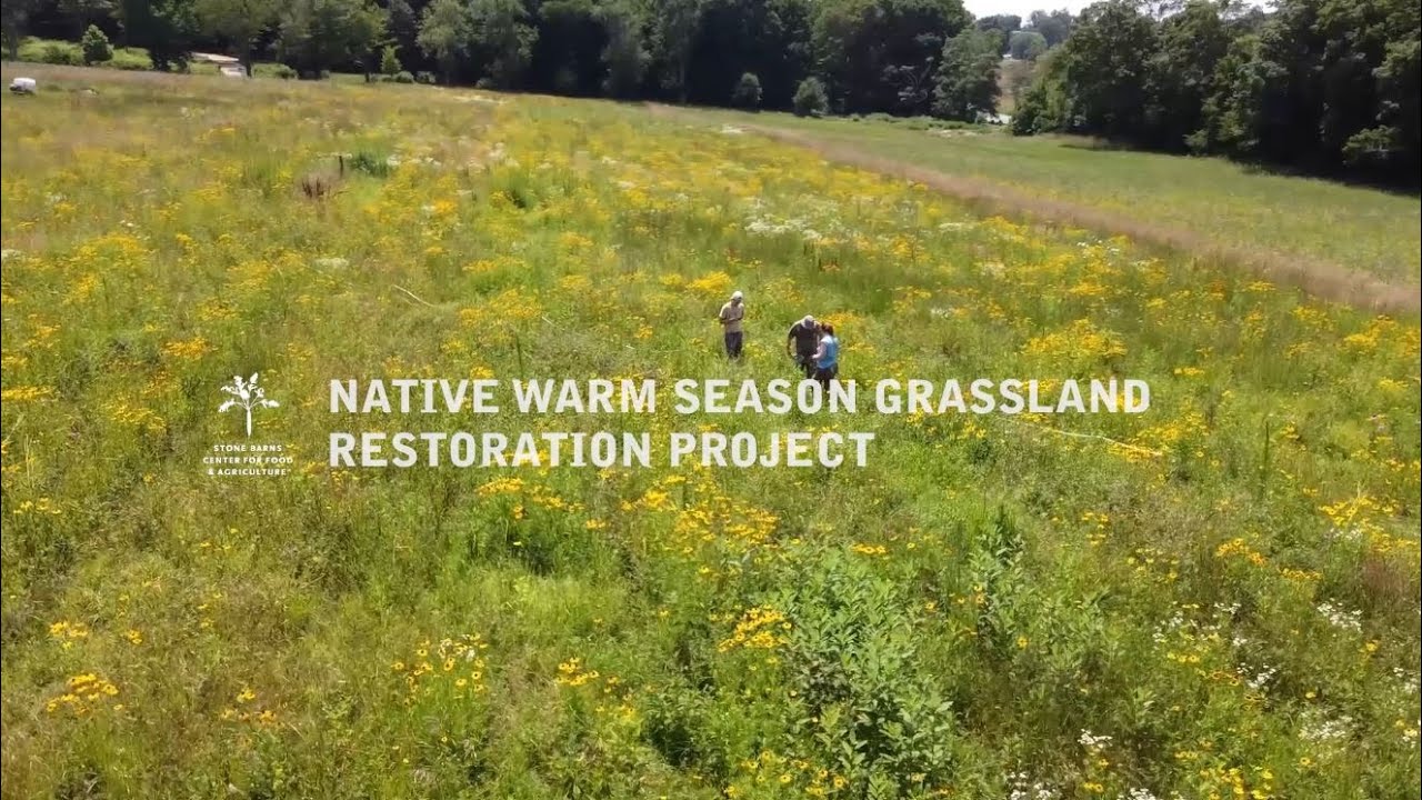 Native Warm Season Grassland Restoration Project (Full Version) - YouTube