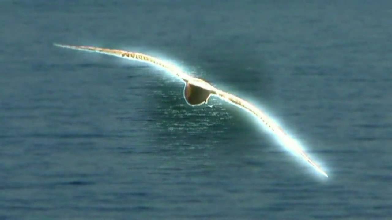 7 .- THE SEAGULL AND THE ALBATROSS - LA GAVIOTA Y EL ALBATROS - YouTube