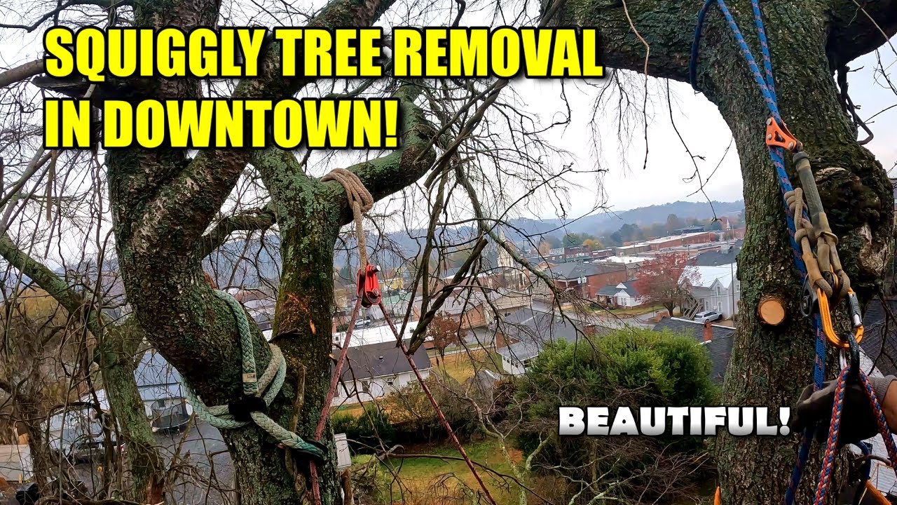 Squiggly Octopus Tree Covered in Vines! Climbing in the Rain! - YouTube