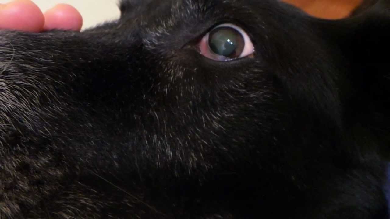 Idiopathic Vestibular Disease in a Dog - YouTube