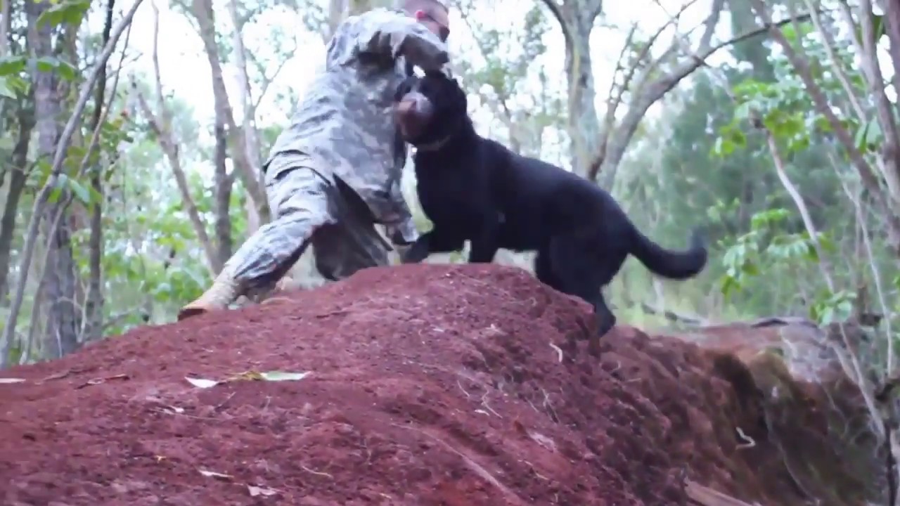 MP Working Dogs Take On Rough Terrain - YouTube