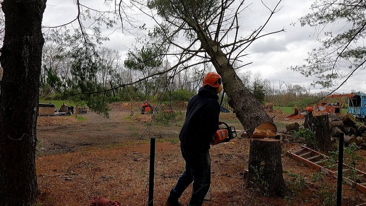 Dropping & Chipping Trees to Clear Land for NEW Farm - YouTube