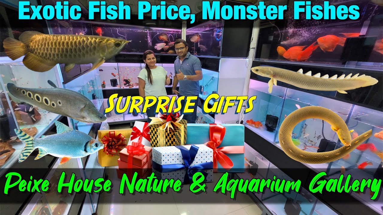 Exotic Fish Price I Monster Fishes I The Peixe House Nature & Aquarium ...