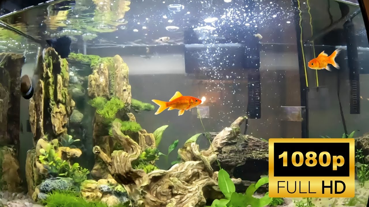 Fish TV - YouTube