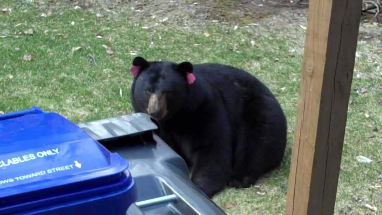 Boo Boo Pays a Visit - YouTube