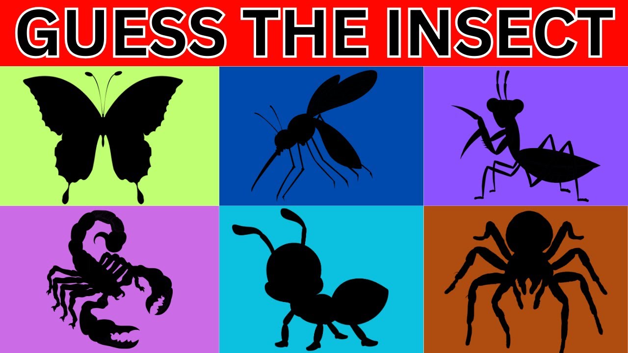 Guess the Insect by Its Shadow | Fun Insect Quiz for Kids - YouTube