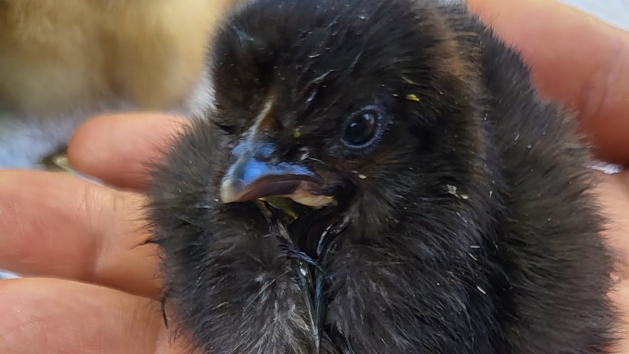 I'm speaking life over this little one. two day old baby chick 🐤 💕. 4 ...