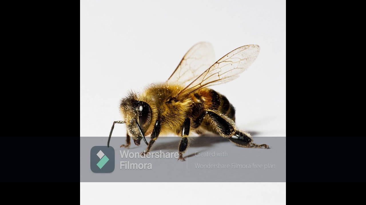 Bee Sound Ringtone Effect SFX Compilation - YouTube