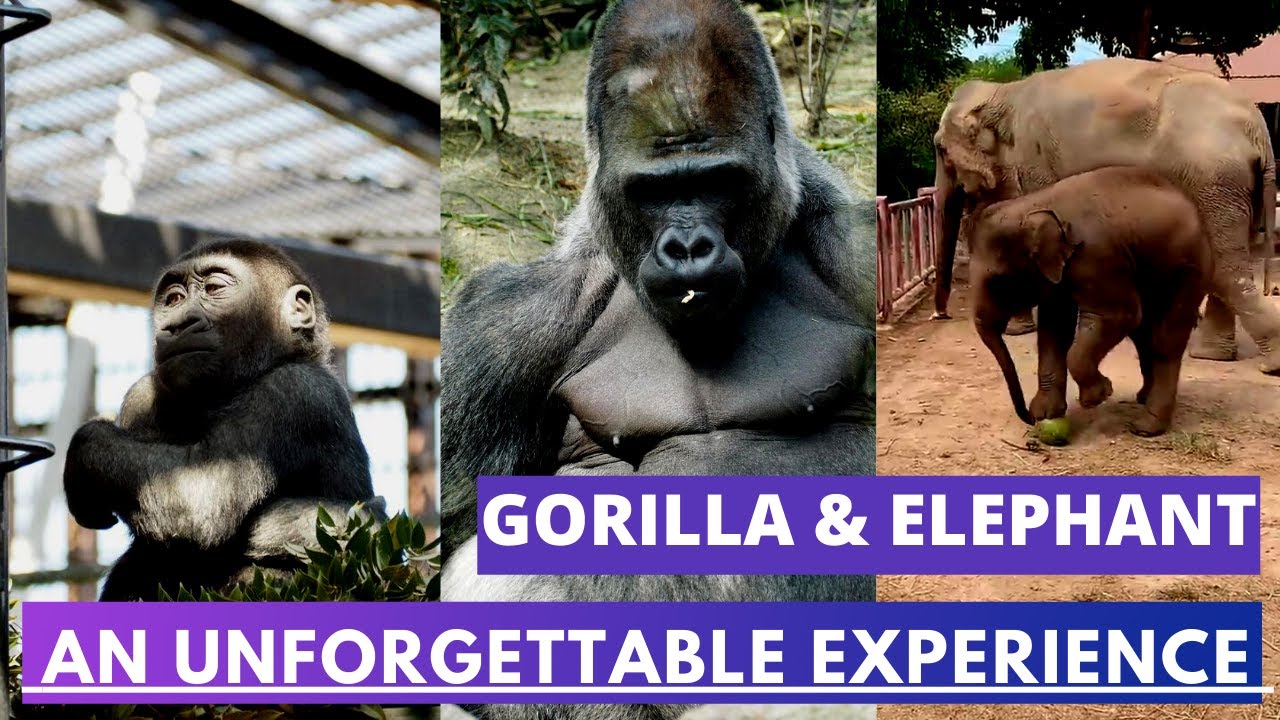 Cute And Funny Moments Of Gorilla And Elephant | An Unforgettable ...
