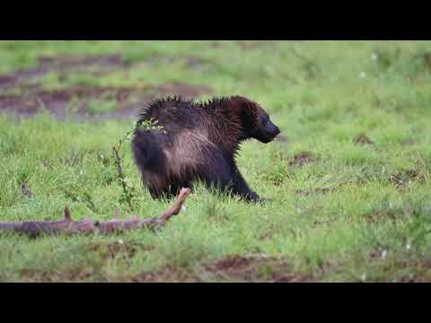 Finnish wolverine (Ahma), Finnish wilderness