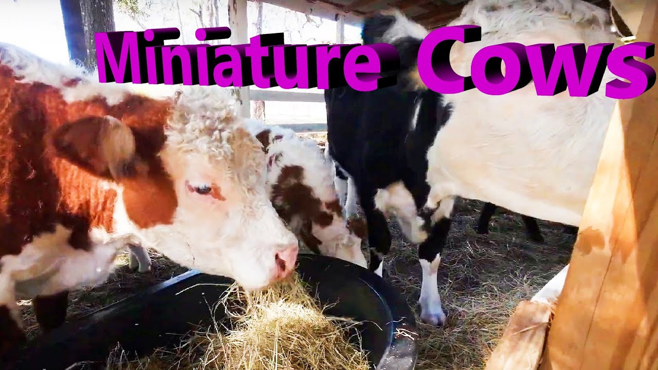 Mini Herefords and Mini Aberdeen Cows Eating Hay - YouTube