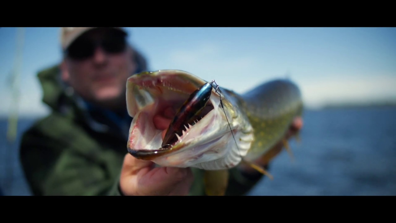 DER RAUBFISCH 5/2019 - YouTube