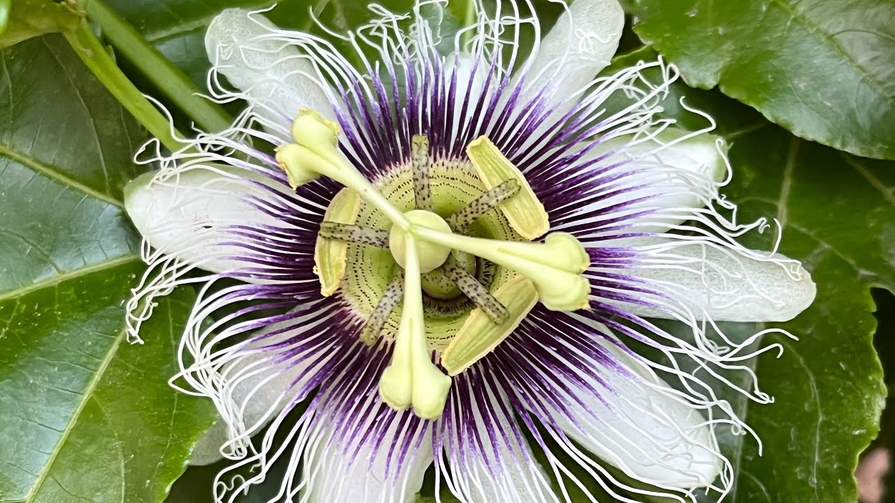 Yellow Passion Fruit Flower