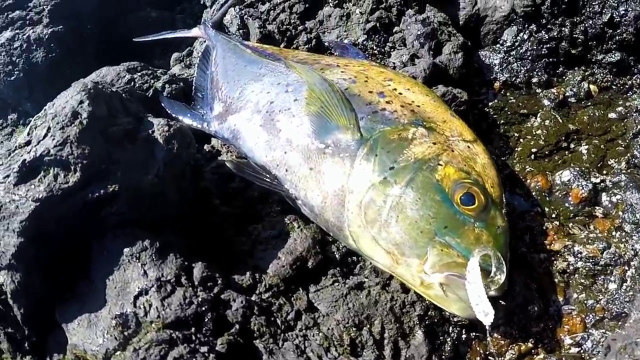 Hammer Bombs, Big Island Baits, , Campania Lures and a whole lot of ...