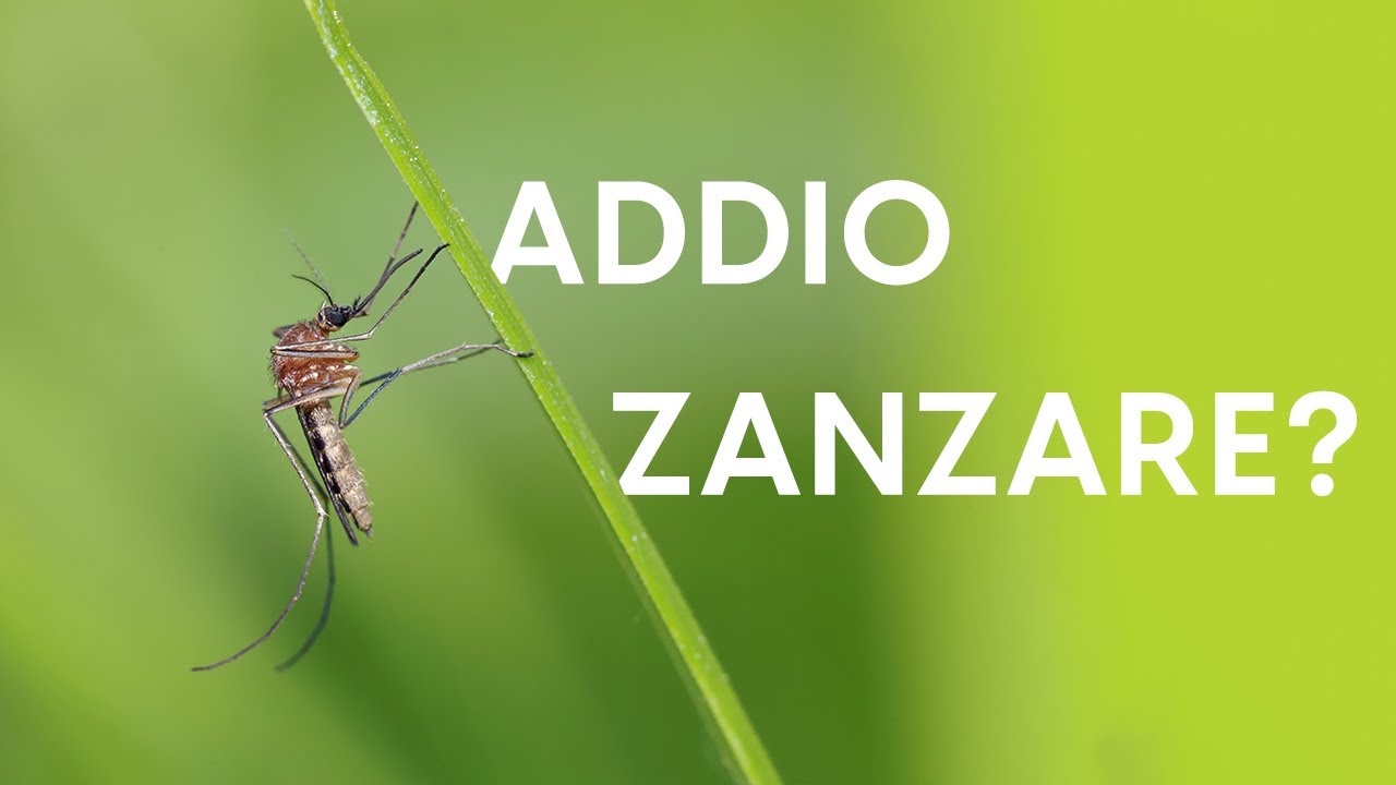 Piante antizanzare: quali sono le più efficaci? E funzionano davvero ...
