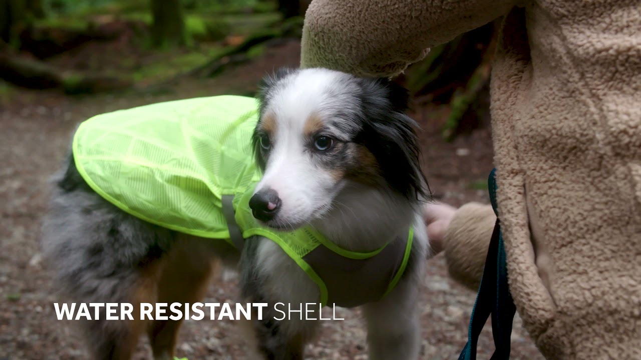 RC Pets : Luna Hi Vis Vest - YouTube