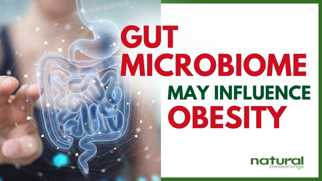 Gut Microbiome May Influence Obesity - YouTube
