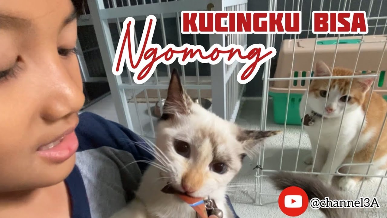 MAIN BERSAMA KUCING MENGGEMASKAN YANG BISA NGOMONG !!! - YouTube