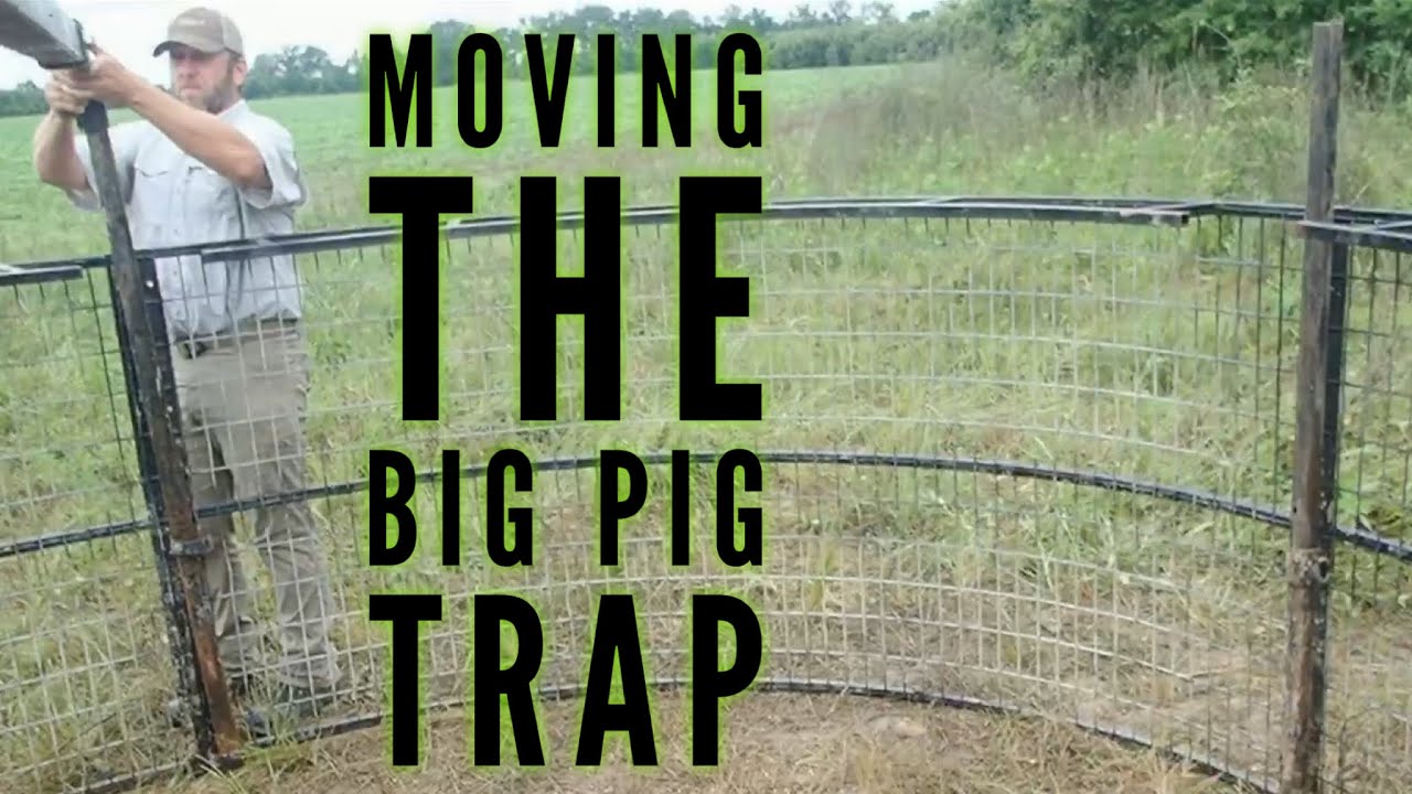 MOVING THE BIG PIG WILD HOG TRAP 🤔🤔🤔 - YouTube