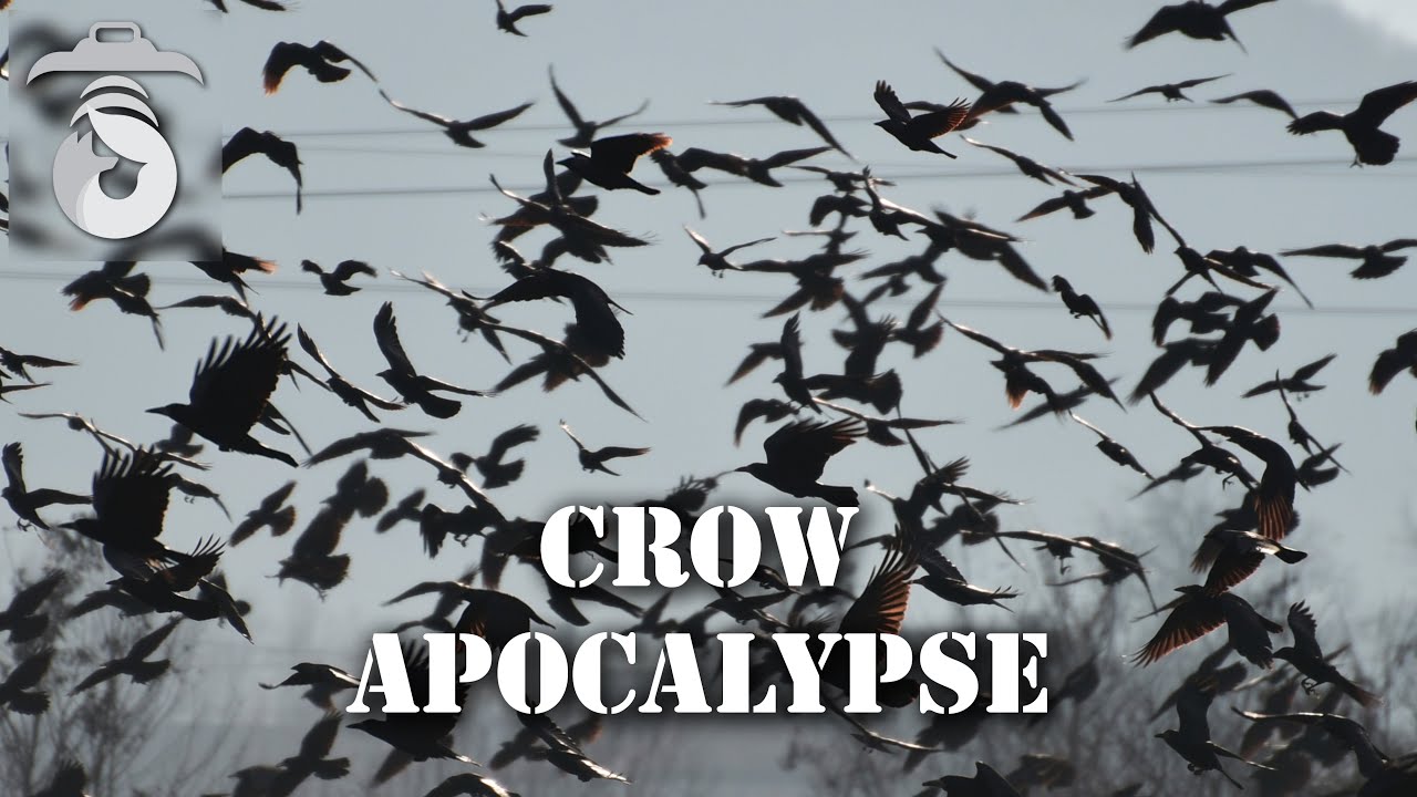 Apocalipsa ciorilor (Crow Apocalypse) - YouTube