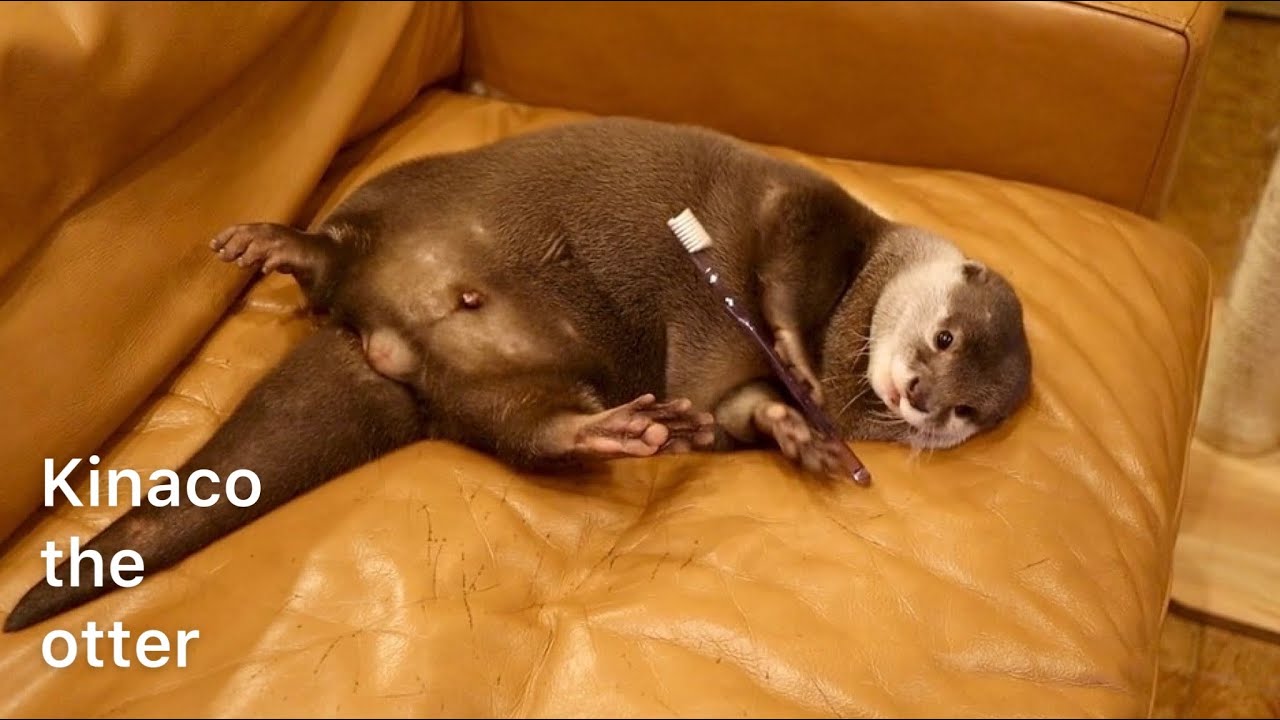 歯ブラシがうまく出来ないカワウソきなこ Otter Kinaco who can't brush his teeth well - YouTube