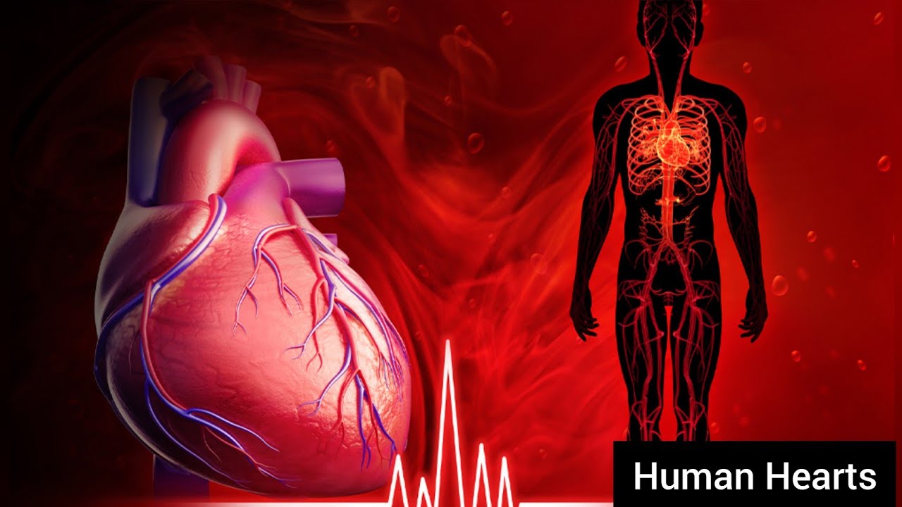 The woman’s heart pumps faster than a man How??? #shorts |Nhil's ...