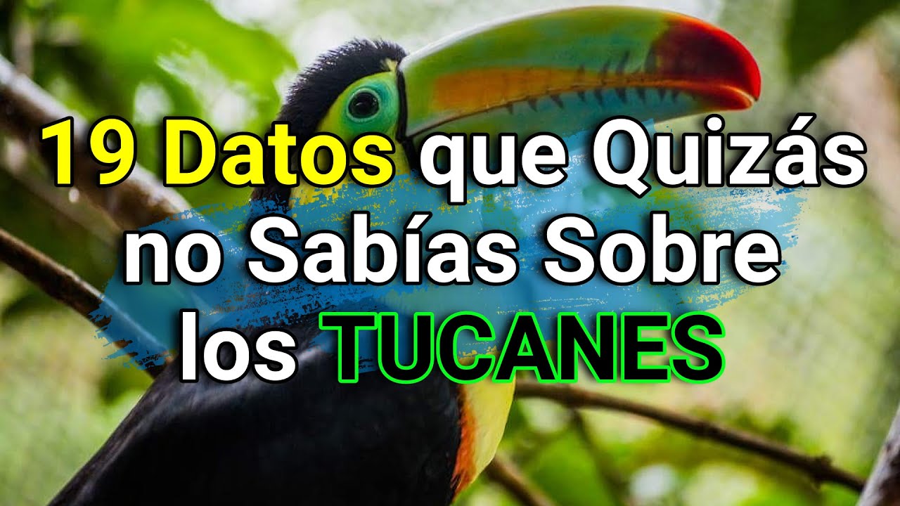 Una de las AVES más HERMOSAS que EXISTEN - ¿Cómo Viven los TUCANES? 🐦 ...