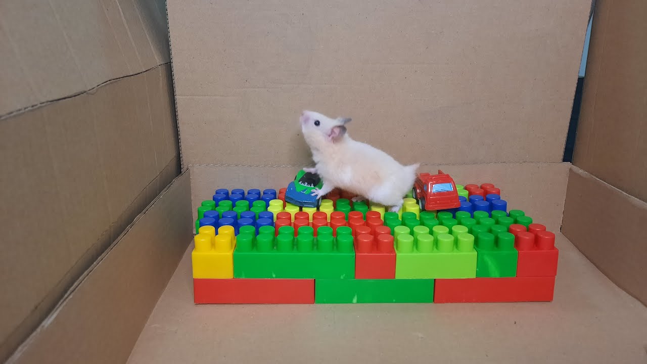 Hamster escapes the maze for pets, Hamster maze challenges, Hamster ...