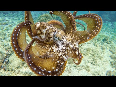 TAKO Hunt Hawaii! // Diving Kaneohe - YouTube