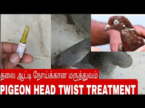 Pigeon head twist treatment | Polybion | தலையாட்டி நோய்க்கு மூன்று ...