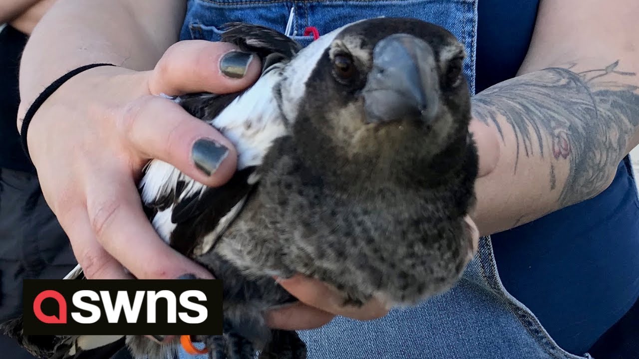 Clever magpies outwit scientists by helping each other remove tracking ...