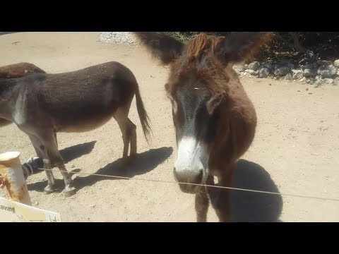 Eşek Adası-Çeşme Posedion Yat Turu, Tatil Vlog-Eğlenceli Çocuk Videosu