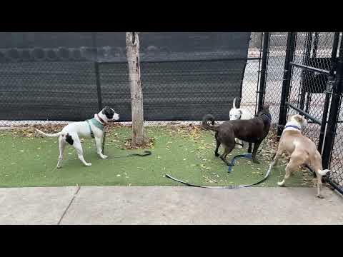 Milo, Zelda, Yahtzee, Benji - YouTube