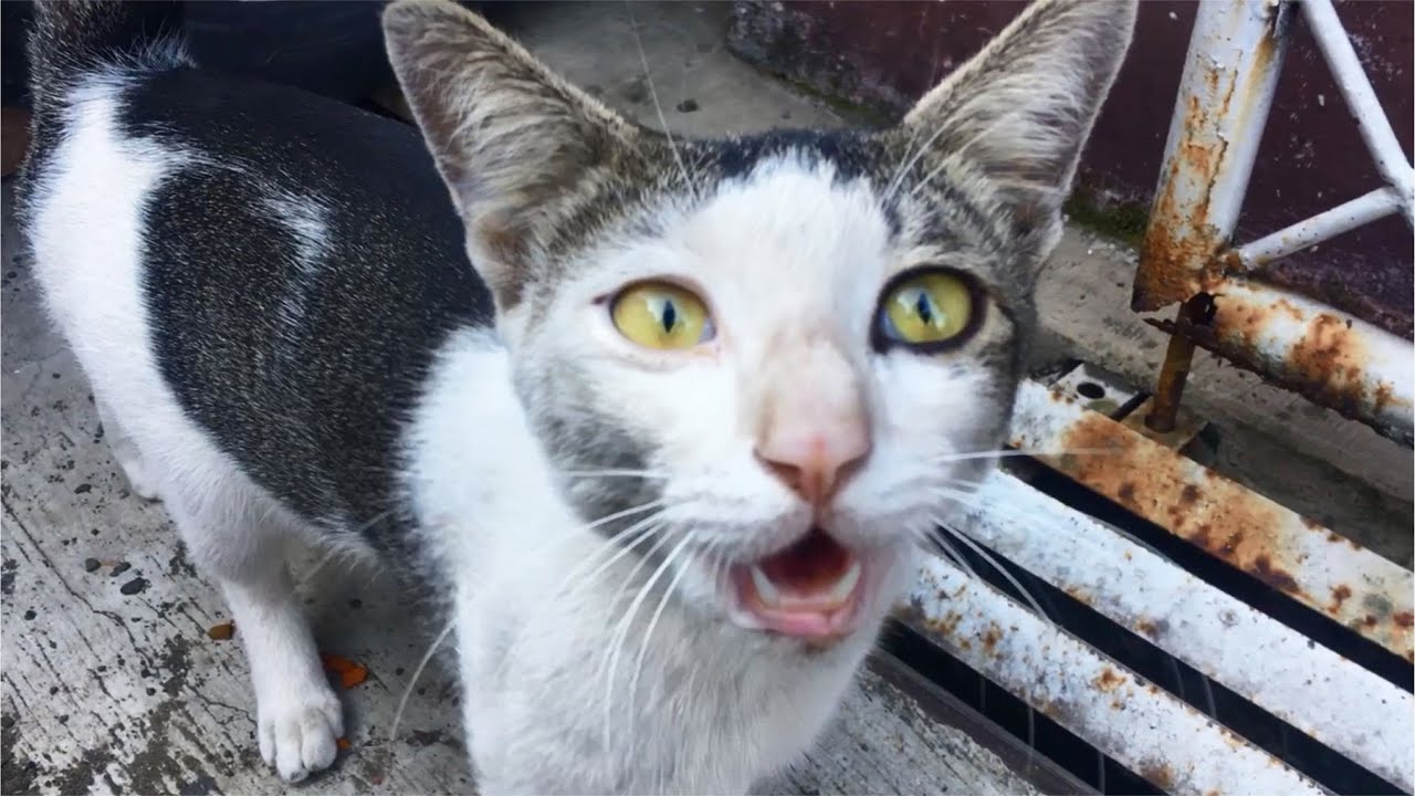 Stray Cat Scared But Always Meows For More Food & Follows Me When I ...