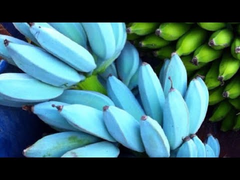DA LI ZNATE DA POSTOJI PLAVA BANANA, SA NAJLEPŠIM UKUSOM NA SVETU ...
