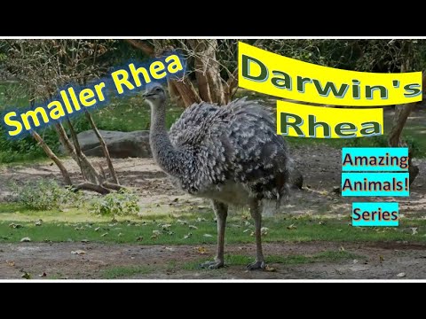 Darwin's Rhea facts 🦢 Lesser Rhea 🐦 South American 🦅 can it run 60 kph ...