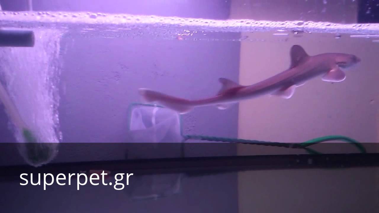 shark in Greece - YouTube