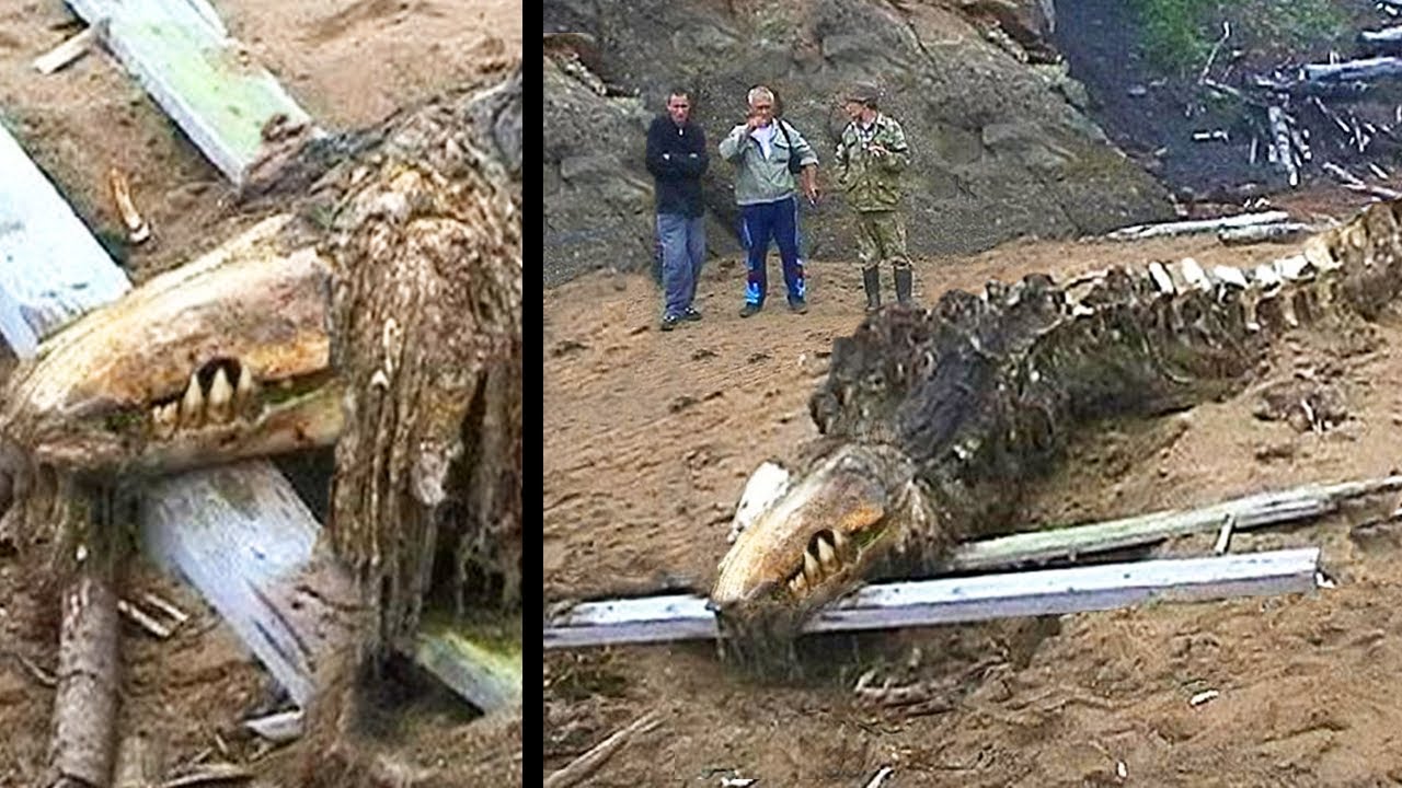 10 Creepiest Creatures Ever Discovered - YouTube