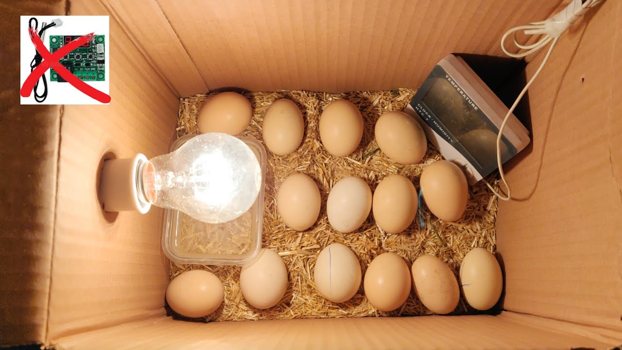 How to make Egg Incubator with bulb | only bulb - YouTube