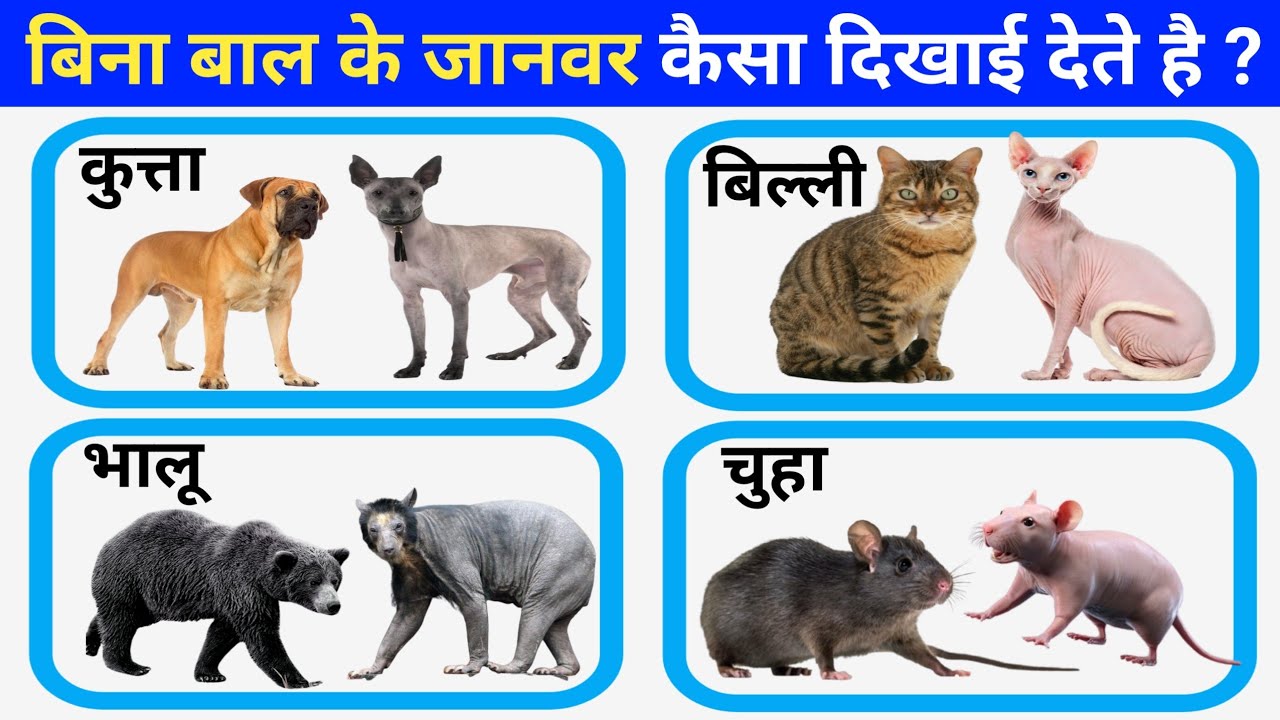 बिना बाल के जानवर कैसे दिखाई देते हैं | Bina Bal ke Janwar Kaise Dikhai ...