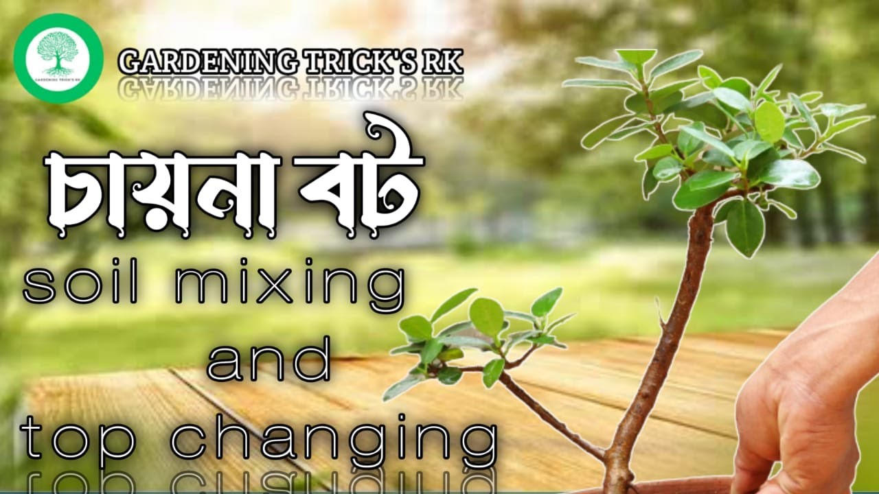 China Bot Bonsai soil mixing and tob changing...First step... - YouTube