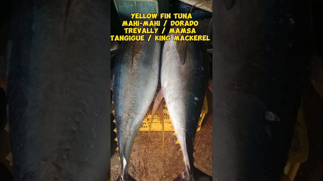 Yellow Fin Tuna, Mahi-Mahi/Dorado, Mamsa/Trevally, Tangigue/King ...