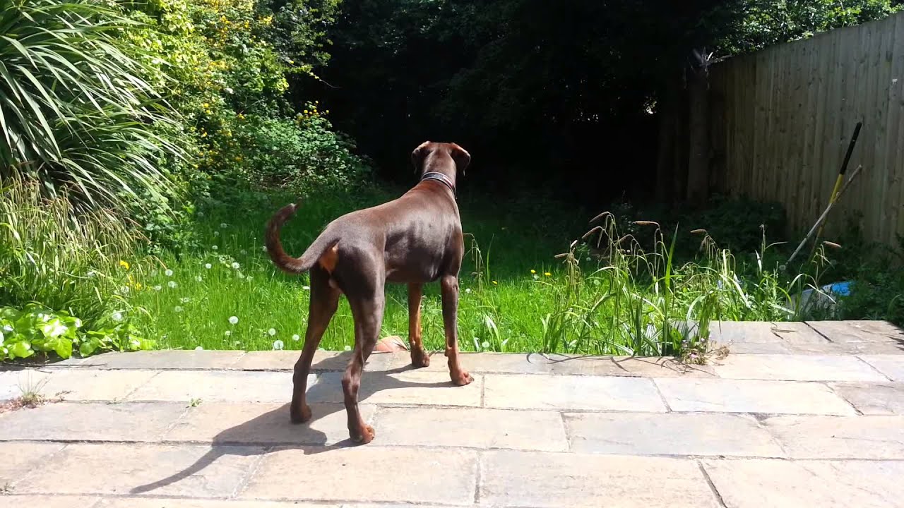 Doberman Guarding - YouTube
