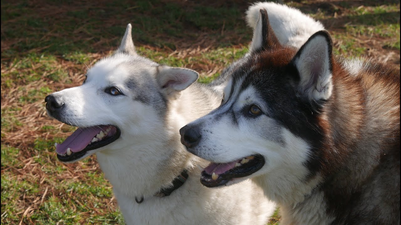 SHERPA and NOOK ~ Huskies Last playdate ~ Dogs just chillin - YouTube